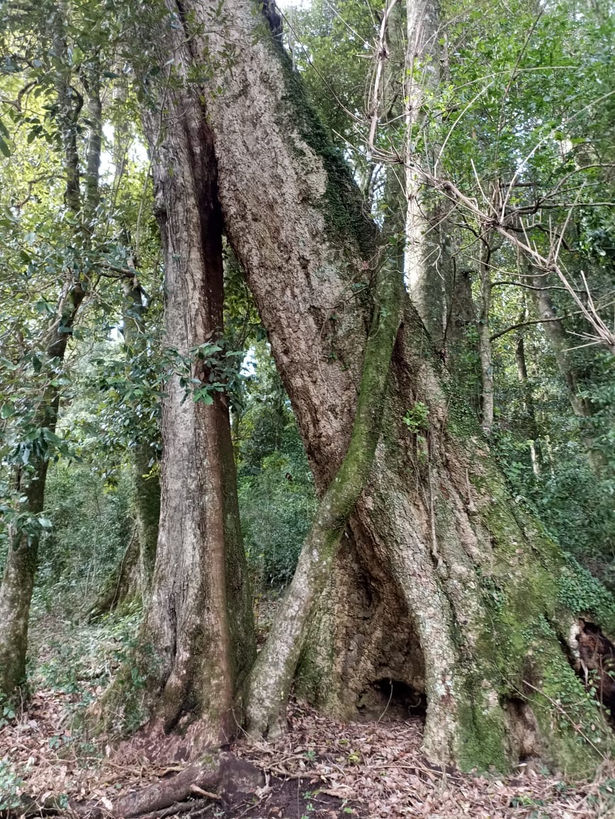 Objetivos – Bosquentrama, observatorio territorial de los bosques ...