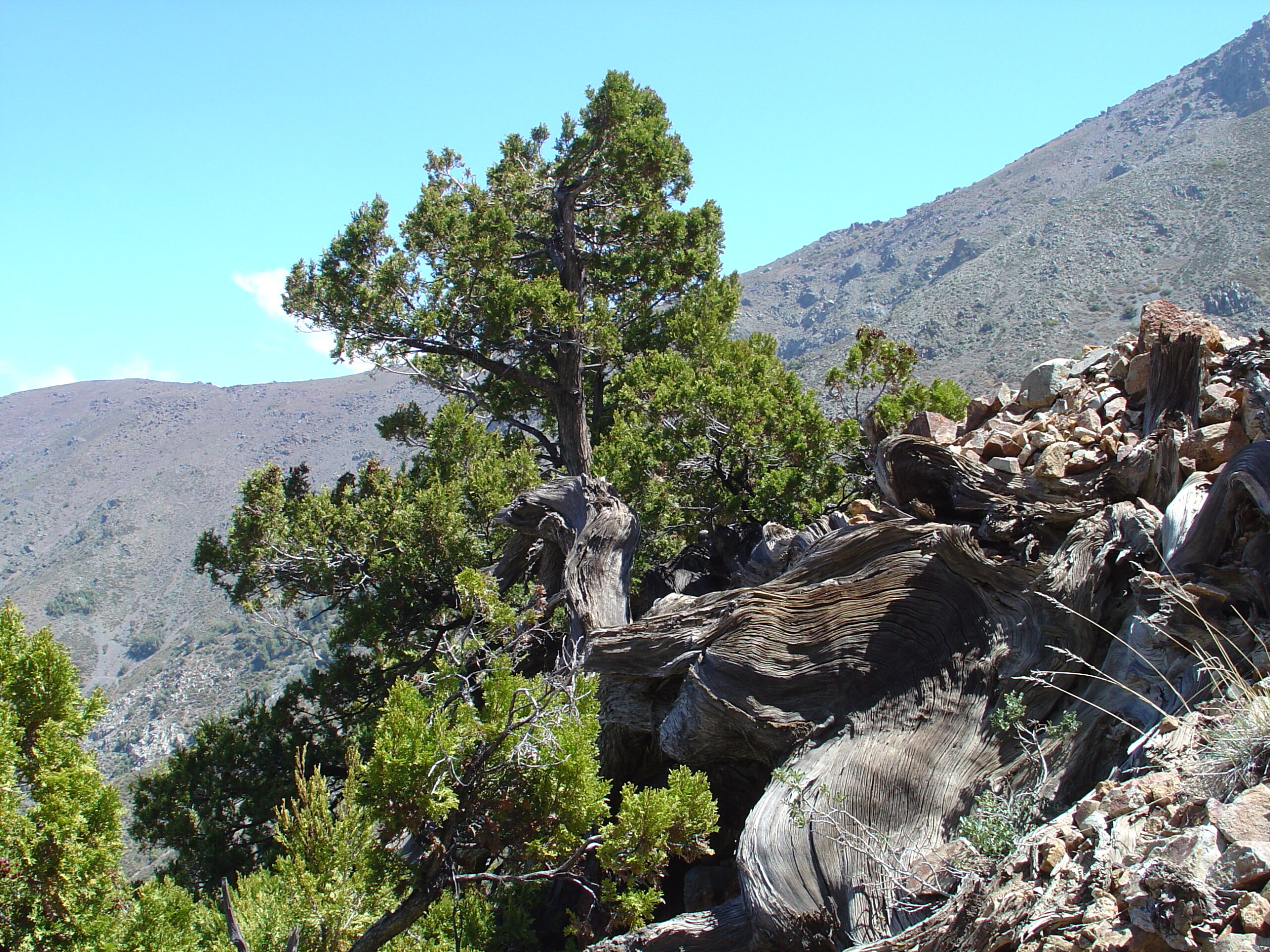 Homee – Bosquentrama, observatorio territorial de los bosques nativos ...